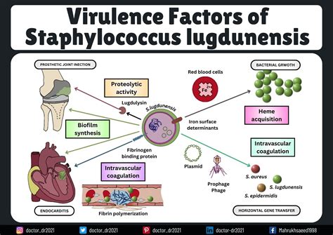 Best 13 Comprehensive Guide To Staphylococcus Lugdunensis Biology Pathogenesis And Treatment
