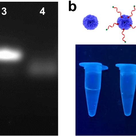 The Feasibility Of The Exonuclease Assisted Target Recycling Download Scientific Diagram