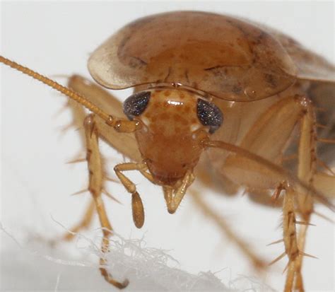 Wood Cockroach The Backyard Arthropod Project