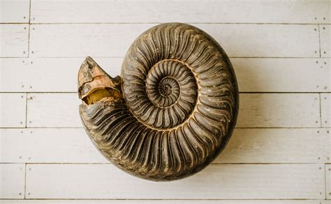 Discover The Fascination Of Ammonite Fossils Selenite And Fossils