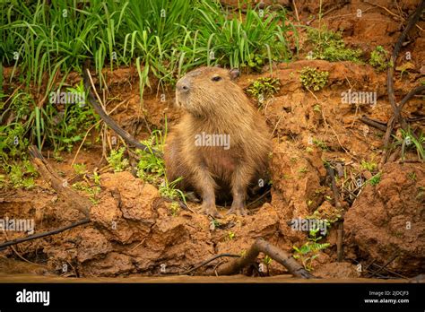 Capybara In The Nature Habitat Of Northern Pantanal Biggest Rondent Wild America South