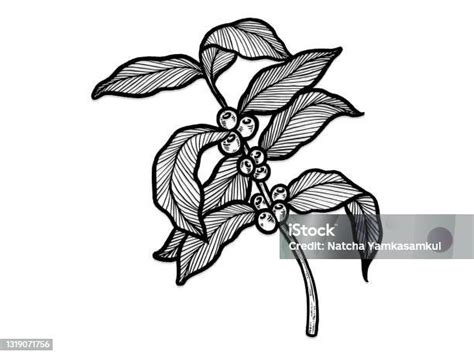 커피 콩 잎 콩을 곁들인 커피 나뭇가지 벡터 식물 도면 스케치 라인 아트 디자인 사실적인 자연 스타일 유기농 일러스트레이션 커피나무에 대한 스톡 벡터 아트 및 기타 이미지