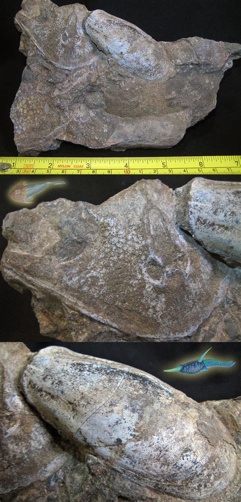 Agnatha Fish Fossil Collections Member Collections The Fossil Forum