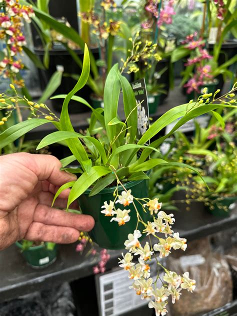 Oncidium Twinkle White Collectors Online