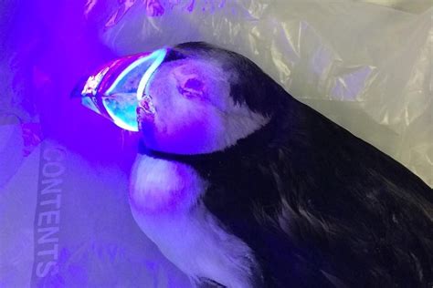 Puffins Found To Have Hidden Fluorescent Beaks That May Help Them Attract The Opposite Sex The