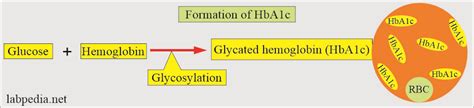 What Is HbA1c Labpedia Net