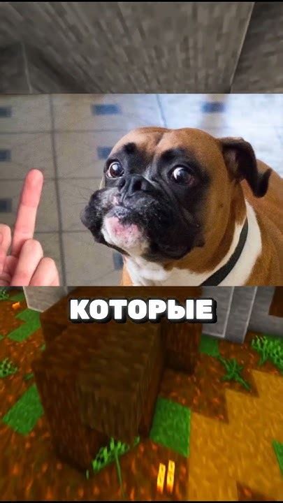 Yt Шорты простыми словами Почему собаки не любят средний палец Shorts Youtube