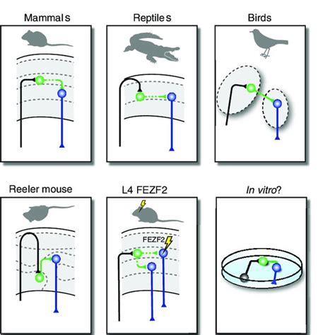 Areal And Laminar Organization Of The Neocortex A Schematic Download Scientific Diagram