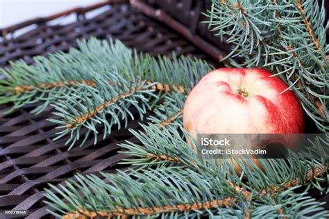 블루 스프루 스와 잘 익은 향기로운 사과의 지점입니다 에 대 한 고리 버들 세공 덩굴의 배경 가문비나무에 대한 스톡 사진 및 기타 이미지 Istock