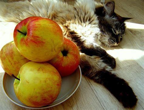 Кот ест фрукты картинки и фото Koshka Top