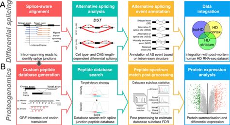 Computational Approach To Study Alternative Splicing In Huntingtons Download Scientific
