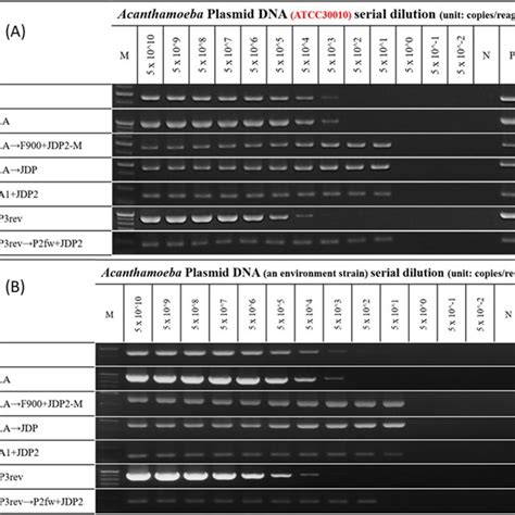 The Limit Of Detection Lod Of Acanthamoeba Spp By Various Pcrs The Download Scientific
