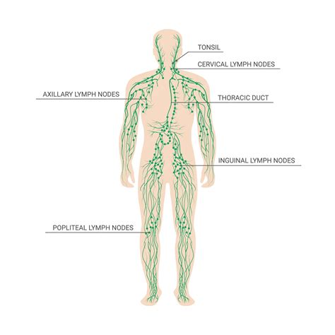 Lymphatic System