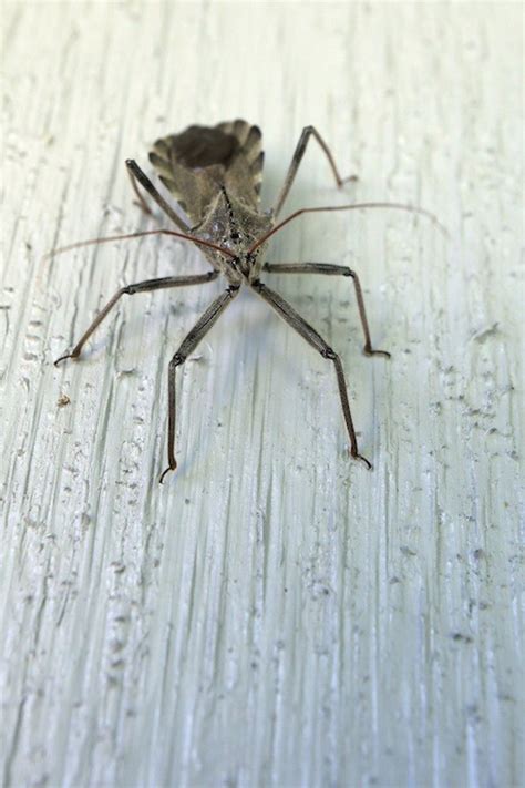 Assassin Bug Control And Treatments For The Home Yard And Garden