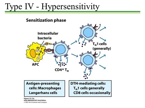 Type Iv Hypersensitivity Reaction Or Delayed Type Hypersensitivity Dth Online Biology Notes