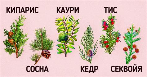 Какие бывают виды хвойных растений / Бери и делай