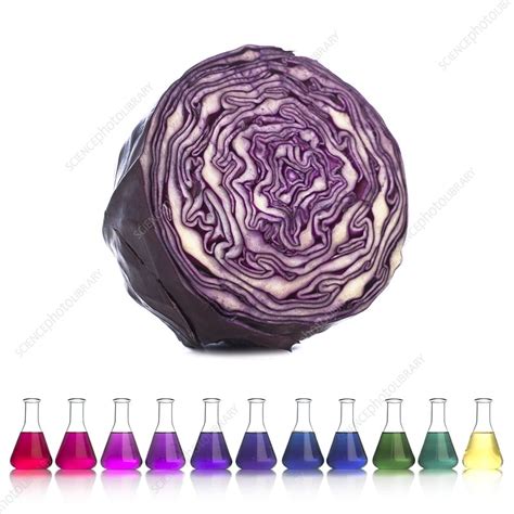Red Cabbage Ph Indicator Colors