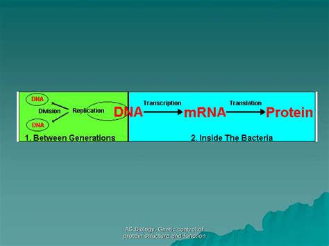 Dna Structure Ppt