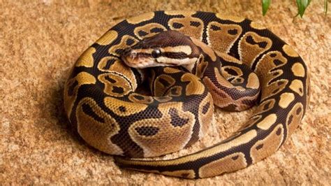 Burmese Python Facts Description Diet And Pictures