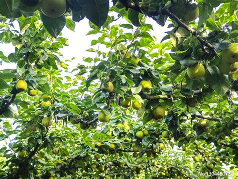 果园梨园挂果高清图片下载红动中国