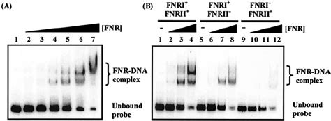 Binding Of E Coli Fnr To The Hyn Regulatory Region A End Labeled Download Scientific