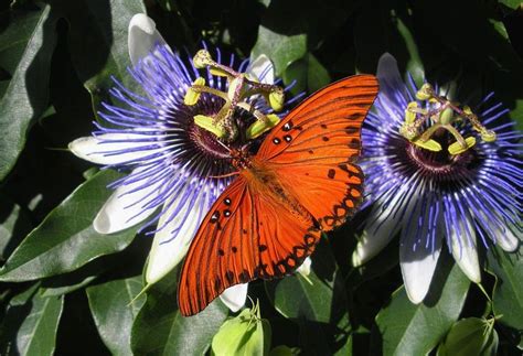 Gulf Fritillary Best Herbs To Grow Plants That Attract Butterflies