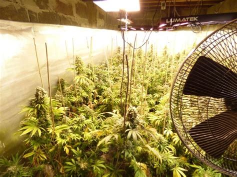 Разкриха голяма наркооранжерия в Кнежа иззеха оръжие и боеприпаси снимки