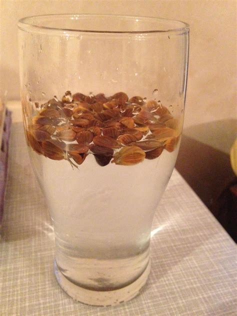 Beech Seed Float Test Forestry And Woodland Management Arbtalk The Social Network For