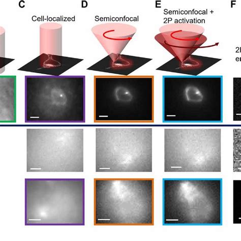 Targeted Illumination Combined With 2p Photoactivation Enhances Gevi Download Scientific