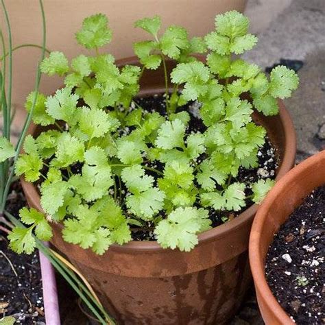 Cilantro Cilantro Non Treated Non Gmo Seeds For Fresh Growth Matches Seeds