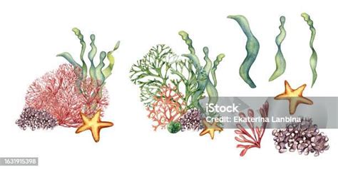 바다 식물 산호 불가사리 수채화 그림은 하얀 배경에 분리되어 있다 핑크 한천 한천 해초 Laminaria 손으로 그렸습니다 포장 라벨 포장 해양 컬렉션을 위한 디자인 요소