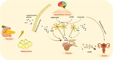 What Is Central Precocious Puberty Cpp Sciencehub