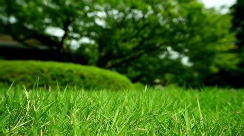 Green Grass Backgrounds Wallpaper Cave