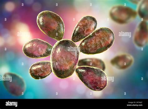 Fungi Paracoccidioides Braziliensis A Dimorphic Fungus One Of The
