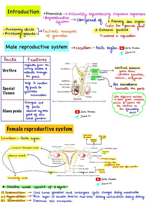 SOLUTION Sexual Reproduction In Humans In Male And Female Reproductive System Full Guide With