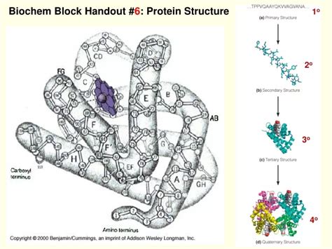 PPT Biochem Block Handout 6 Protein Structure PowerPoint Presentation ID 9639165