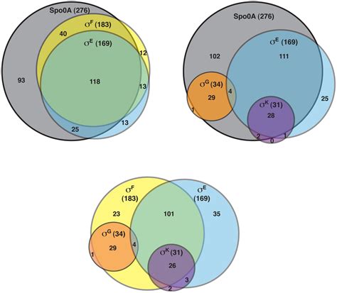 Venn Diagram Of Genes Identified As Being Dependent On Either Spo0A