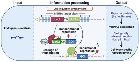 【科技自立自强】西安交大科研人员在基因线路与分子成像领域取得重要进展 西安交通大学新闻网