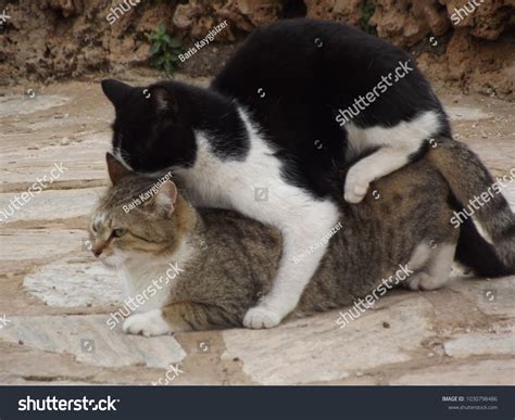 Cats Having Sex Porn Sex Pictures Pass
