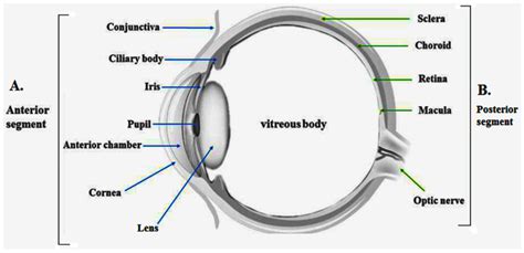 Eye Anatomy Sclera Conjunctiva