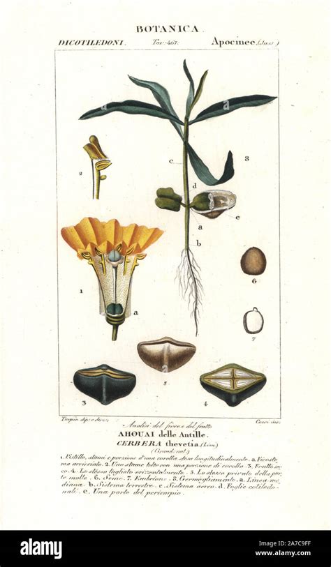 Thevetia Peruviana Seeds