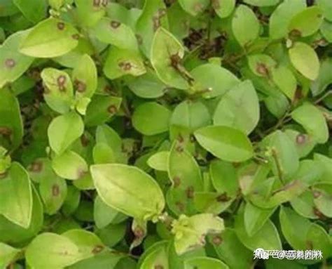 9月份园林植物常见的几种病虫害 知乎