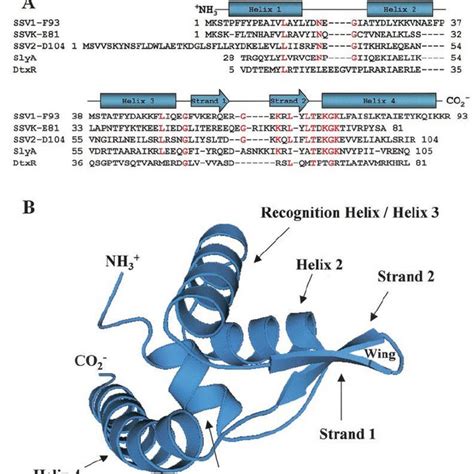 a multiple sequence alignment for structural homologues of ssv1 f 93