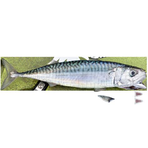 3d Model Mackerel
