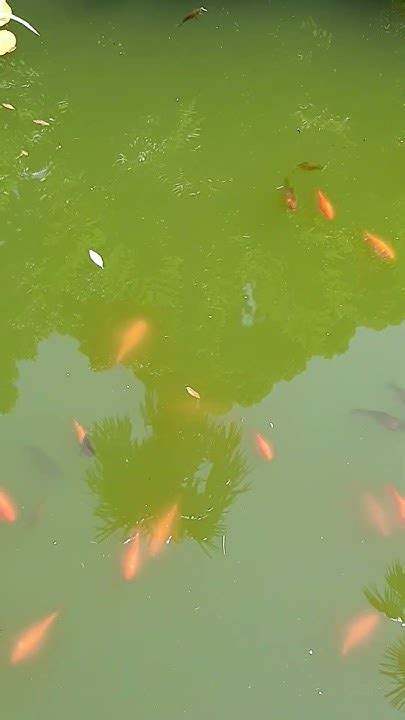 ოქროს თევზები Youtube