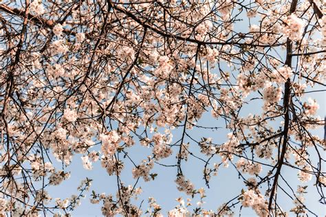 계절 계절의 아름다움 꽃 꽃 상세 꽃무늬 꽃이 만발한 나무 꽃이 피는 꽃잎 나무 껍질 나뭇가지 다정한 벚꽃 벚꽃 축제 봄 봄 풍경 부드러운 색