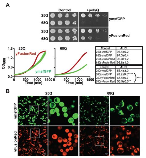 Expanded Htt Ex1 Yfusionred Is Toxic When Expressed At High Levels A Download Scientific