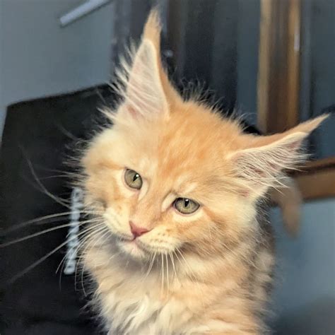 Kittens