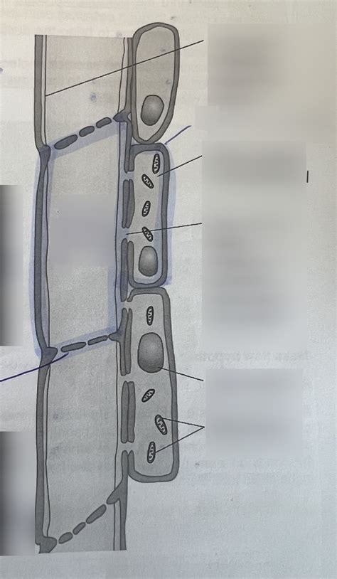 Structure Of Phloem Diagram Diagram Quizlet