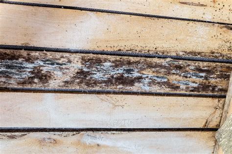 Know The Signs Of Wood Rot Elite Restoration